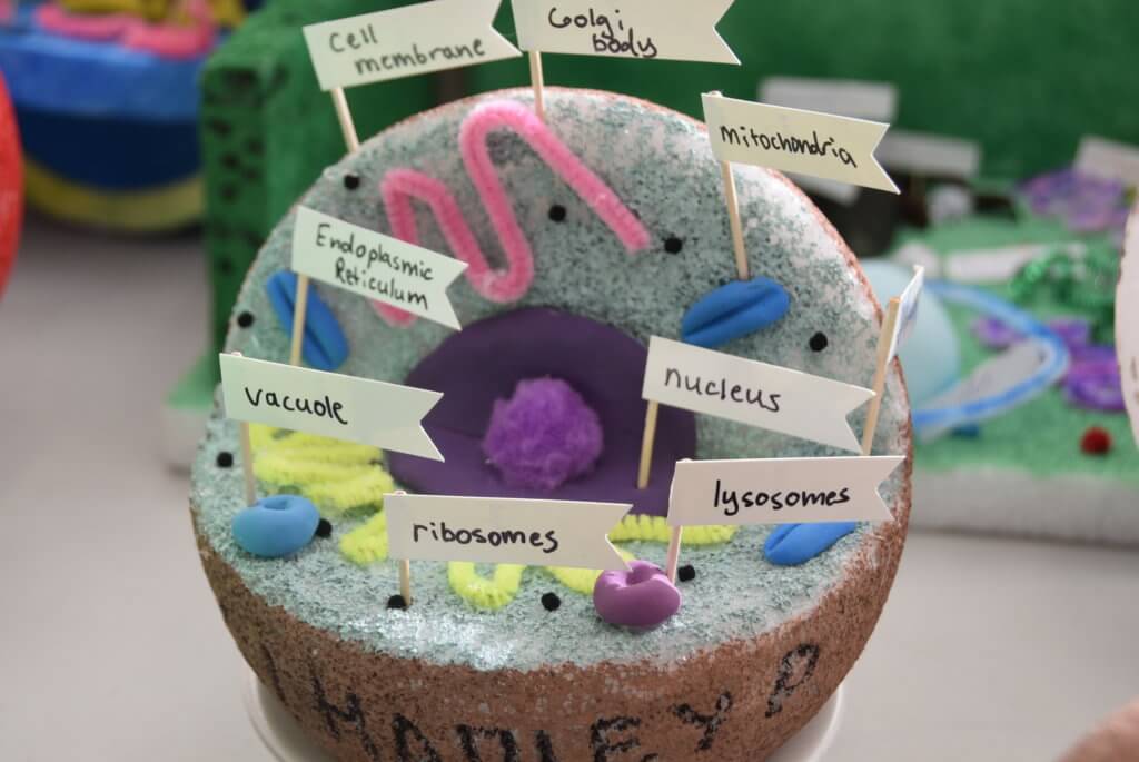 7th Grade Creative Cells - Everest Collegiate High School & Academy